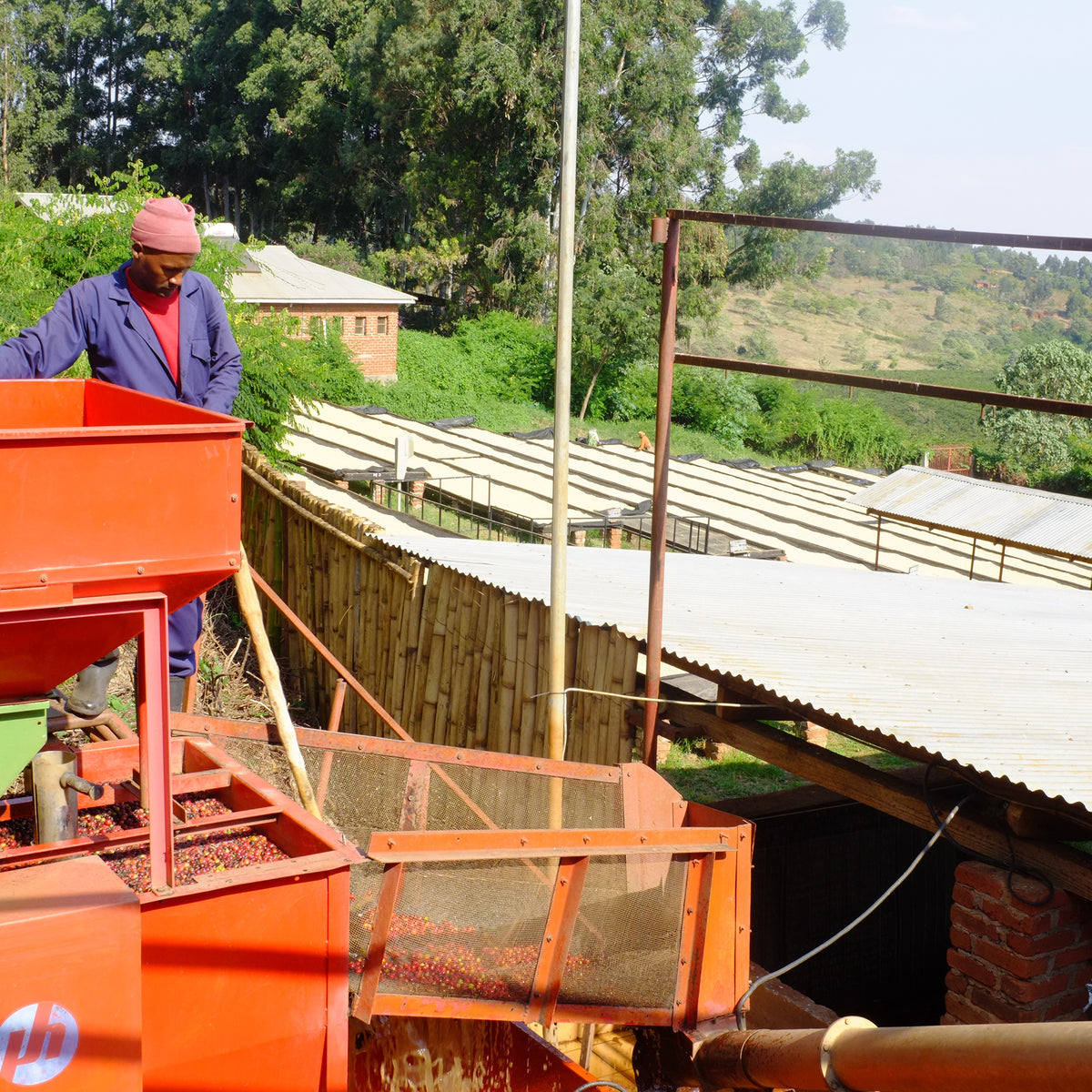 Tanzania – Weird Brothers Coffee